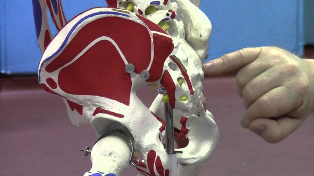 Pelvic Alignment and Skeletal Structures