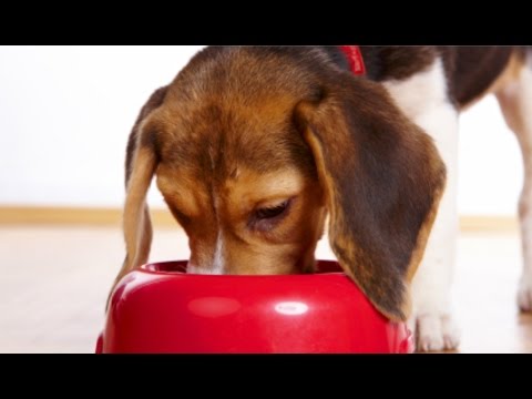 10 Foods Your Dog Should Never Eat