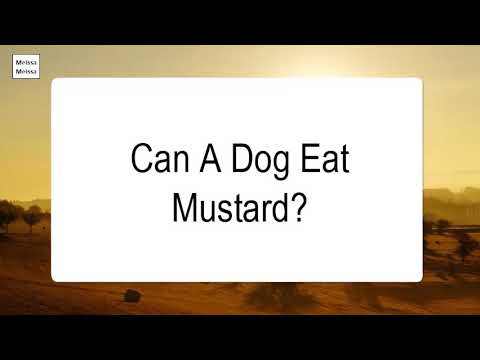 Can A Dog Eat Mustard