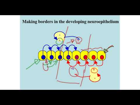 Morphogenetic gradient-PartIIb/IV-: principles of making boundaries: