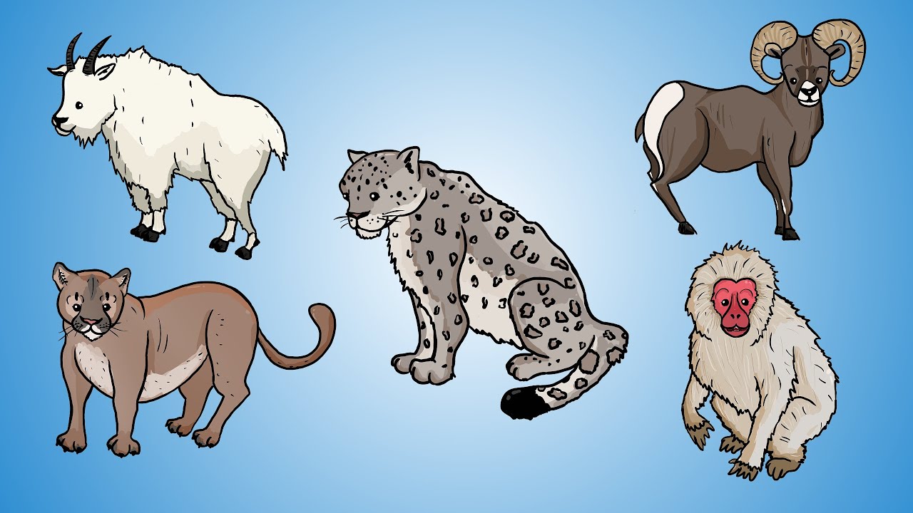 Draw Five: How to Draw Mountain Animals