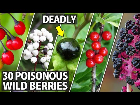 Learn to Identify these 30 Poisonous Wild Berries