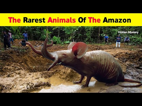 Amazon Rarest Animals | Amazon Rainforest Endangered Animals