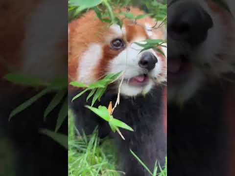 Red panda #cute #animals #redpanda夕消 #redpanda #animalkingdom #zooanimals #zoo #panda #cuteanimals