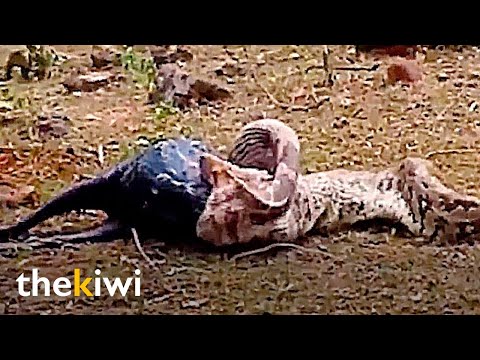 Python couldn’t digest its huge prey and regurgitated