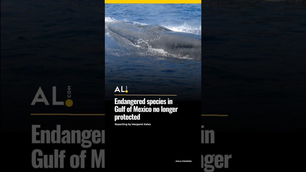 Endangered species in Gulf of Mexico no longer protected