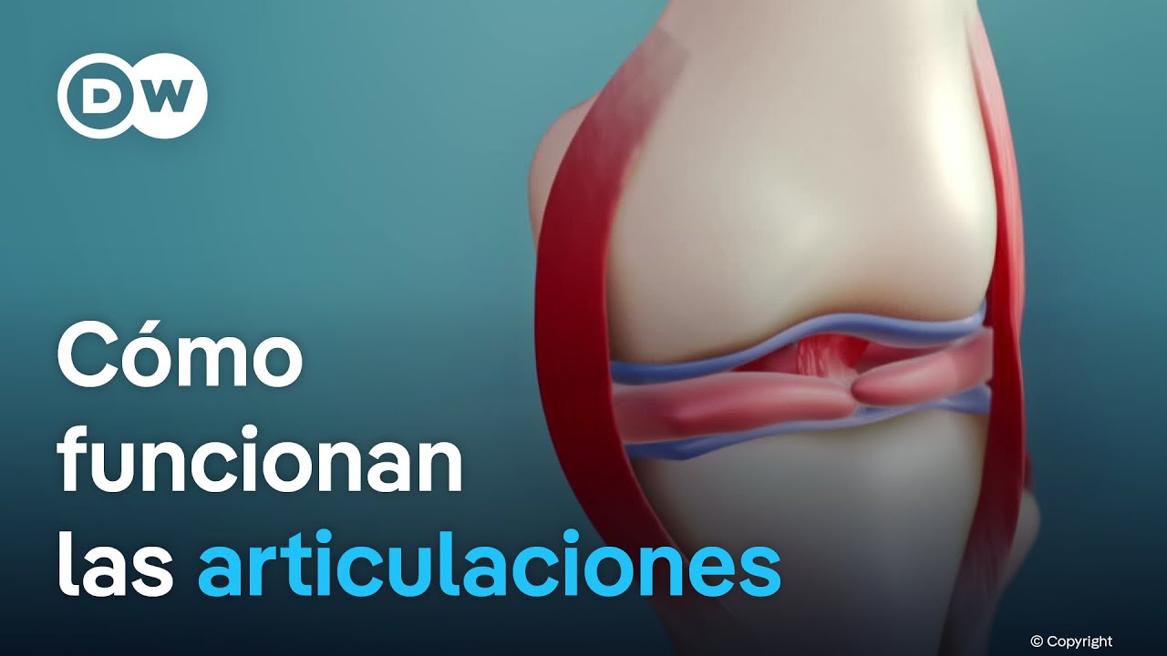 ¿Cómo funcionan las articulaciones?