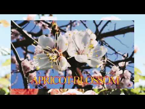flowers with name