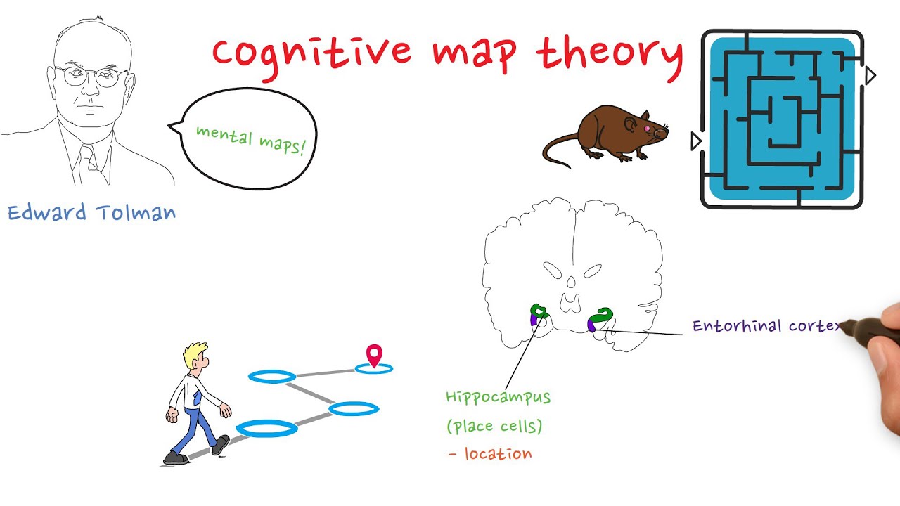 Cognitive map theory