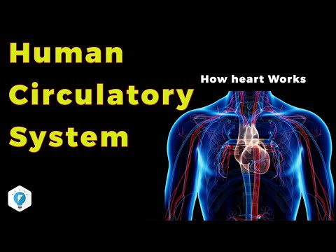 Human Circulatory System in Hindi | Narendra Sir (IITB 2003 AIR 445, Purdue Univ USA)