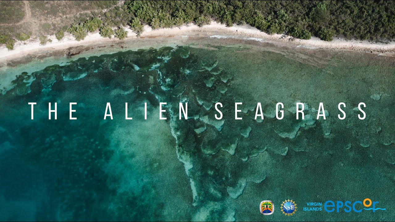 The Alien Seagrass