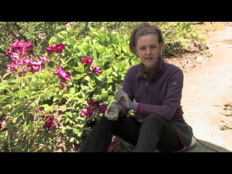 How to Prune Iceberg Roses : More Gardening Advice