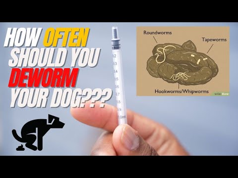 How Often Should You Deworm Your Dog?