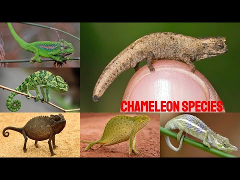 All Chameleon species/types of chameleon / 250 chameleon species/ complete list of chameleon species