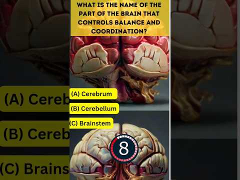 What Part of the Brain Controls Balance? #humanbody #viralvideo #trendingshorts