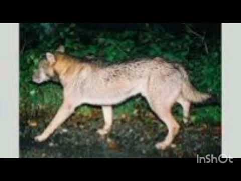 Japanese Honshu wolf Danger for extinction TSA MEDIA