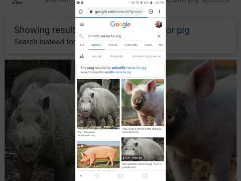 scientific name for pig