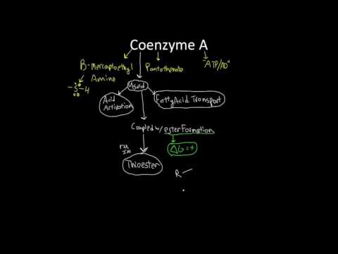 Coenzyme A