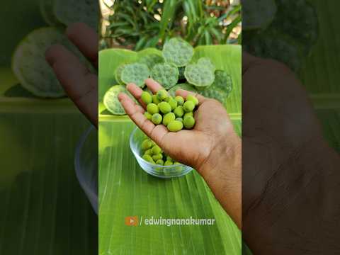 Must try !!! this lotus seeds