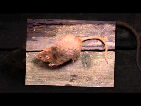 Pest and Vermin Control - ADM Solutions