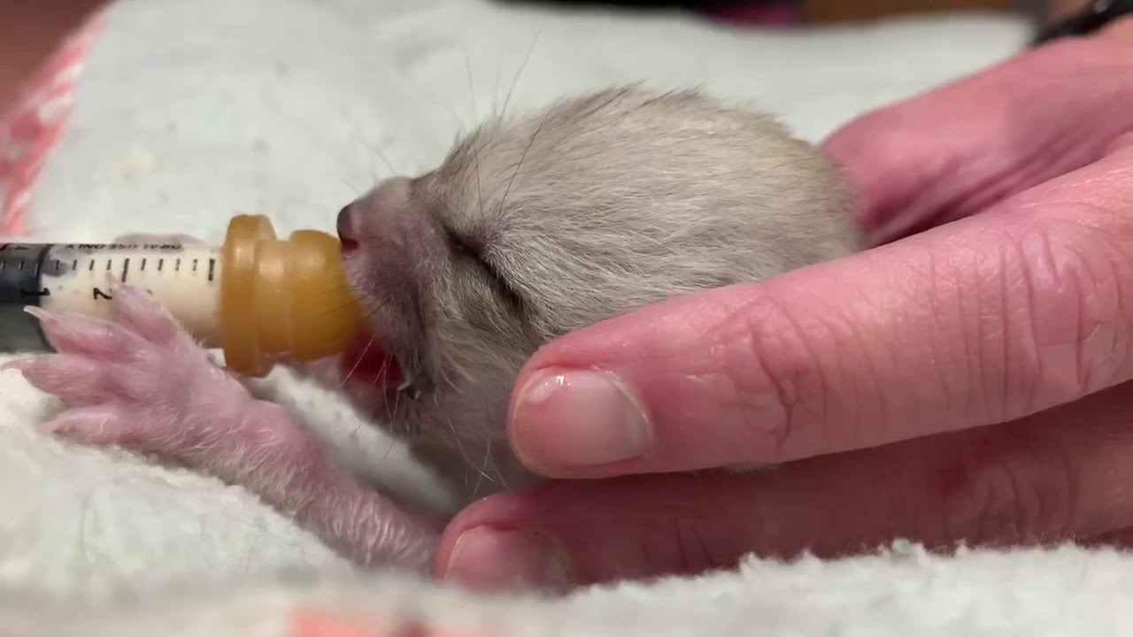 Feeding a two week old Fennec fox