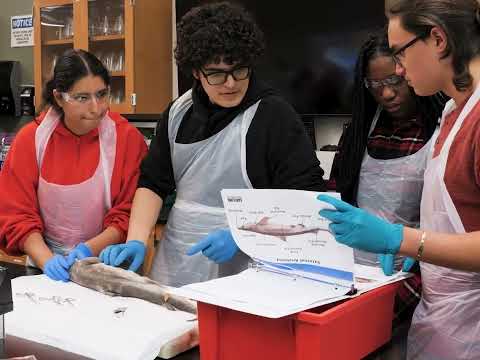 Spotlight on Science: The Dogfish Shark & Our BSC 1011L Class