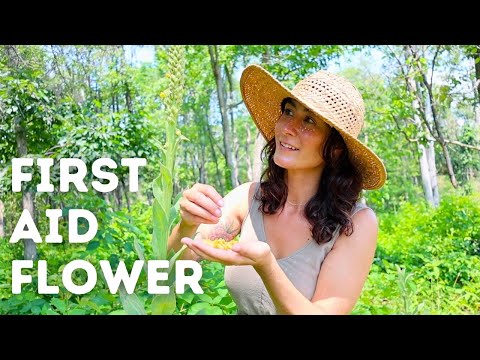 My Go-To Remedy for Earaches: Mullein Flower Oil