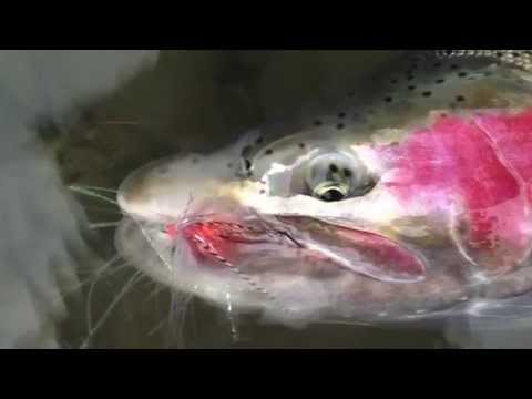 Skeena River and Kitimat River BC Steelhead Fishing with Kitimat Lodge Fishing Tours & Adventures