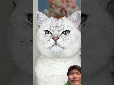 funny Video 🤣 part57 #cat #funny #funnycats #comedy #memes #cats #drgadget #spiderman #ilovegadgets