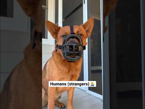 How Winnie feels about different animals #heeler #redheeler #animals
