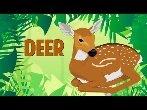 How To Pronounce 'DEER' | हिरन | Pronunciation In HINDI | Animal | HD | Lehren Kids