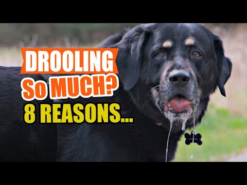 WHY Is My DOG DROOLING So MUCH? 🐶👇8 Reasons!