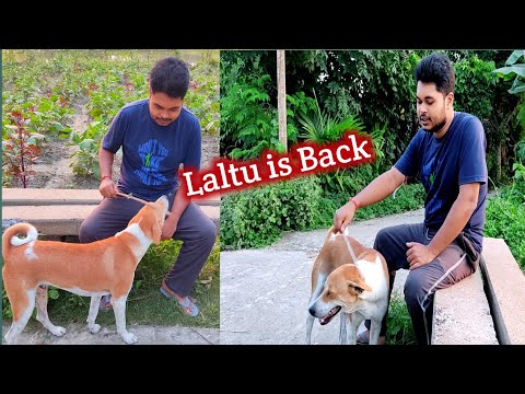 Again Laltu is Back Then??