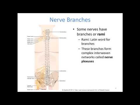 BIO 271 Structure of the Peripheral Nervous System