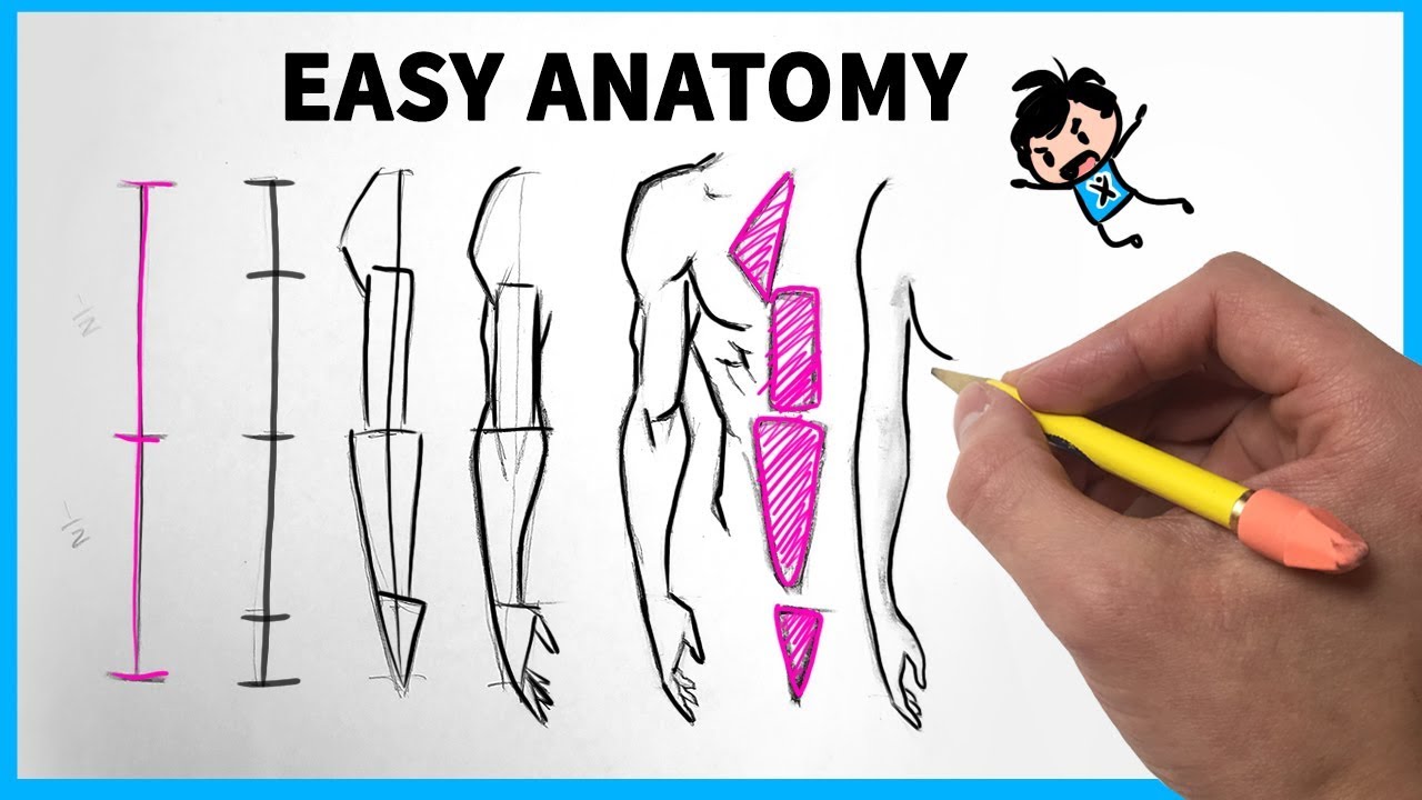 Easy Anatomy: How to Draw Arms