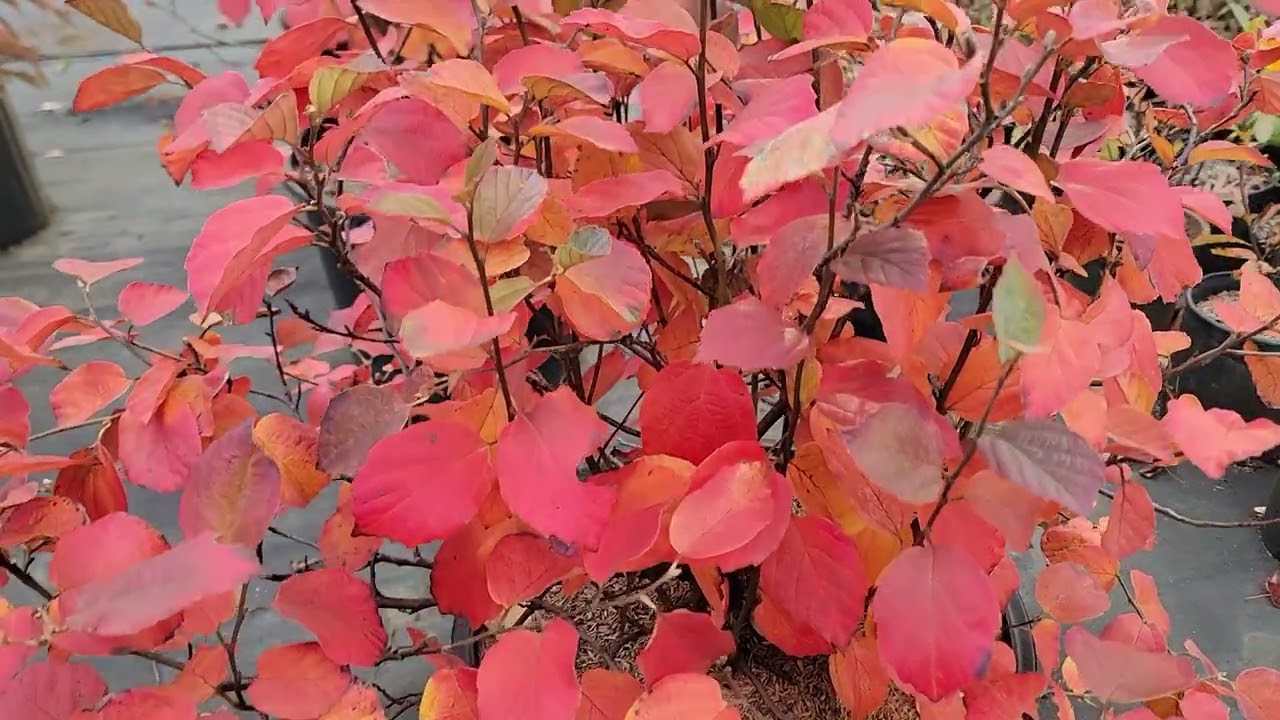 Fothergilla gardenii cv Blue Shadow 