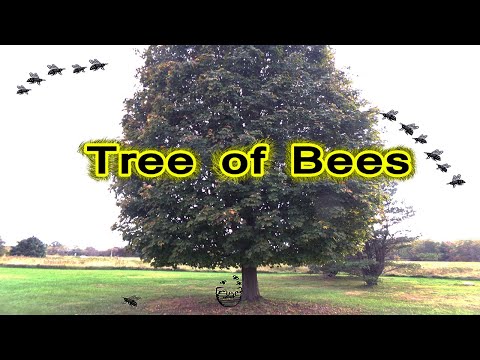 Legends of a Linden Tree