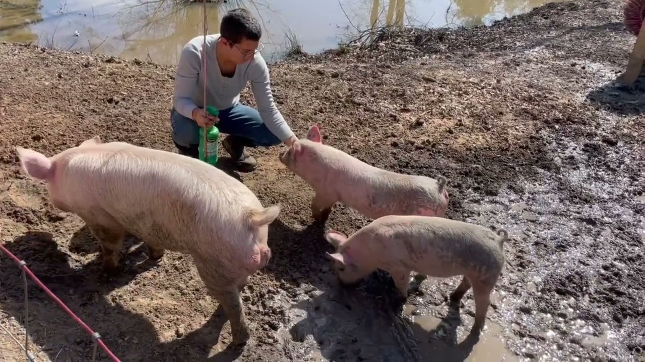 Fred the pig got lice