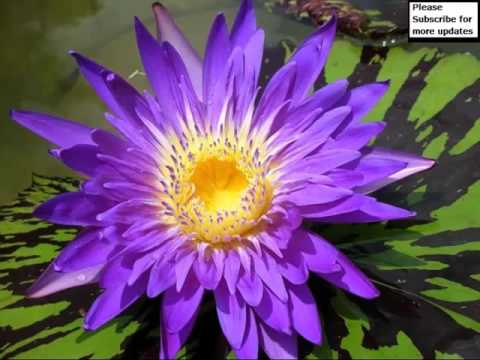 Decorative Pic Ideas Of Blue Asters Flowers Romance