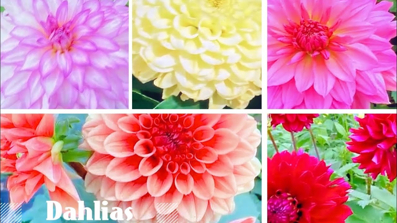 DAHLIA FLOWER MEANING,SYMBOLISM AND INFLUENCE @gardeninghouseplants1112