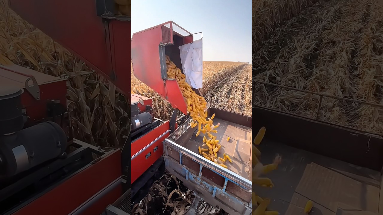 Small corn harvester: Quality tools and machinery enhance work efficiency