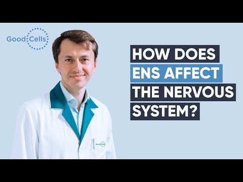 How does Empty Nose Syndrome (ENS) affect the nervous system?