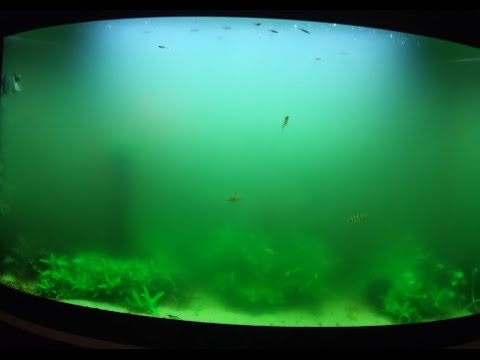 HOW TO: Fix a Cloudy Aquarium