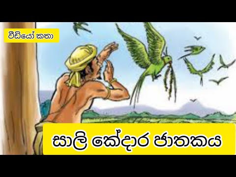 සාලිකේදාර ජාතකය | salikedara jathakaya kathawa | සාලිකේදර ජාතකය | sali kedara jathakaya sinhala