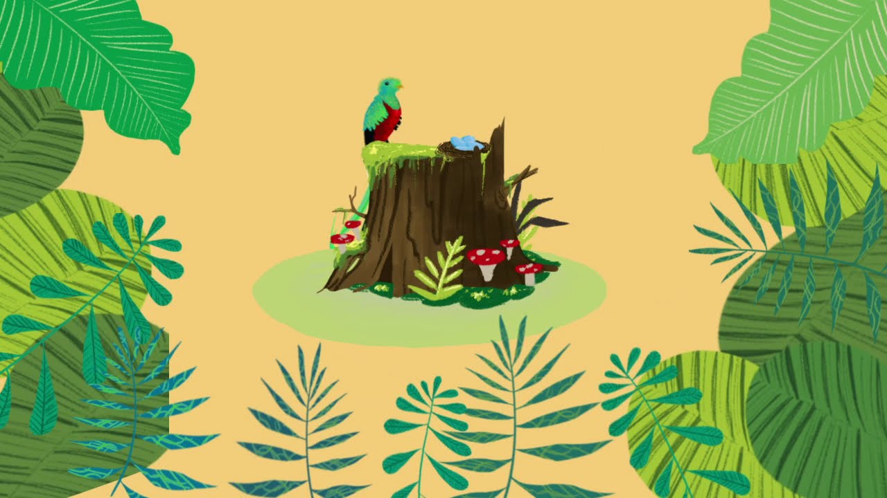 Infográfico quetzal