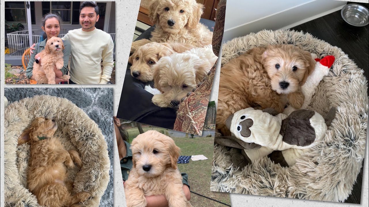 The day we got our GoldenDoodle puppy  #goldendoodle #puppy