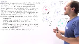 Complement System Made Easy - Immunology- Classical Alternate & L ...