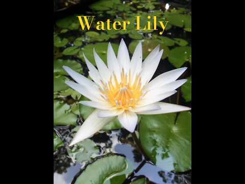 Water Lily 🪷#aquaticplants #waterlily #science #school #trending #nature
