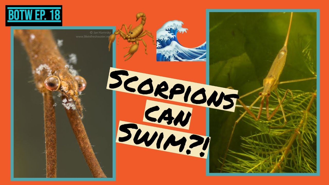 A Stick Bug that Lives Underwater? BOTW Ep. 18