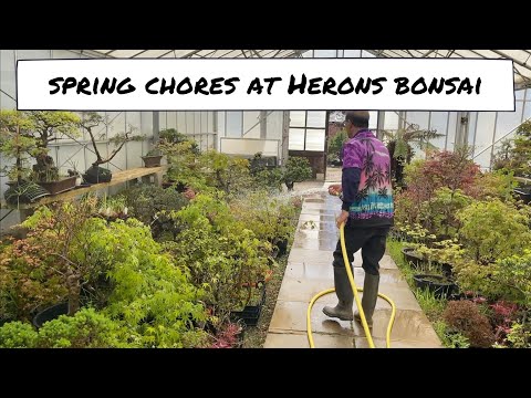 Spring Chores at Herons Bonsai Nursery
